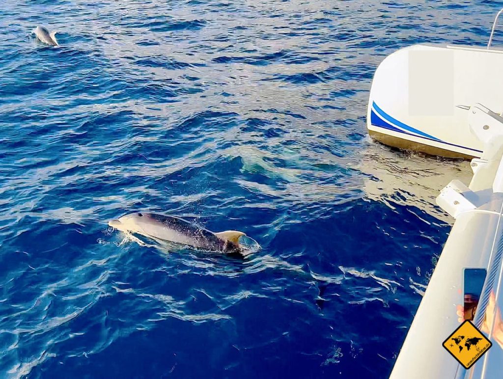 Madeira Blog - unser Reiseblog für die Blumeninsel