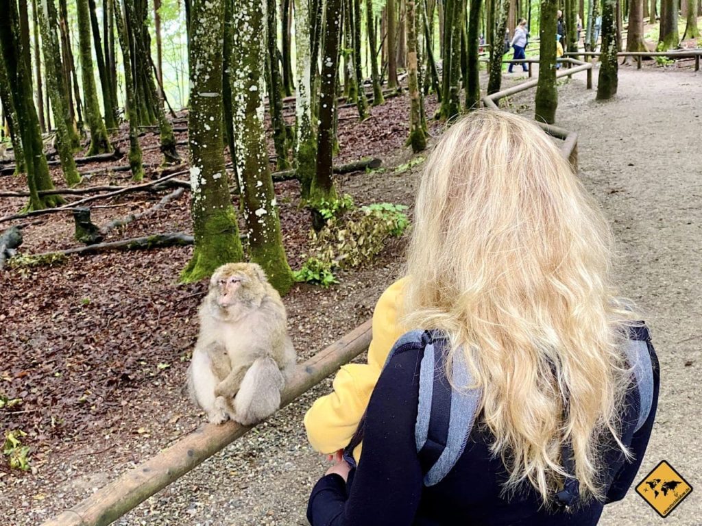 Affenberg Salem - 10 wichtige Tipps & Erfahrungen während Corona