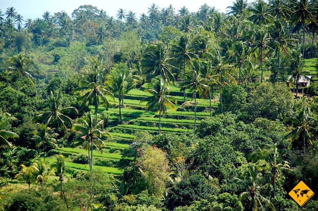 Reisfelder und Reisterrassen auf Bali - Top 8 Empfehlungen