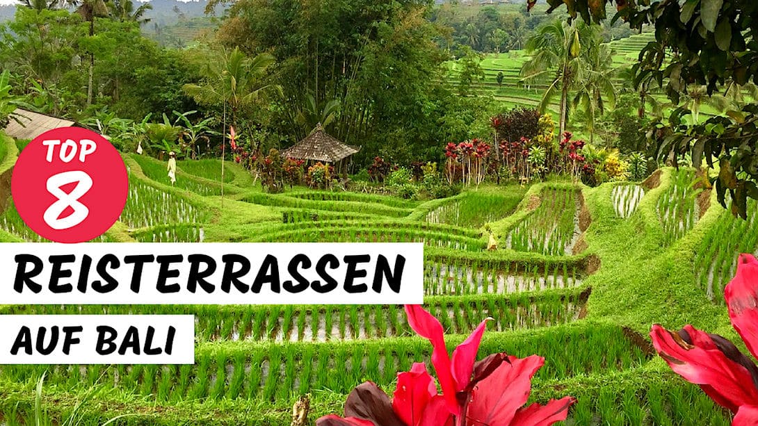 Reisfelder und Reisterrassen auf Bali - Top 8 Empfehlungen
